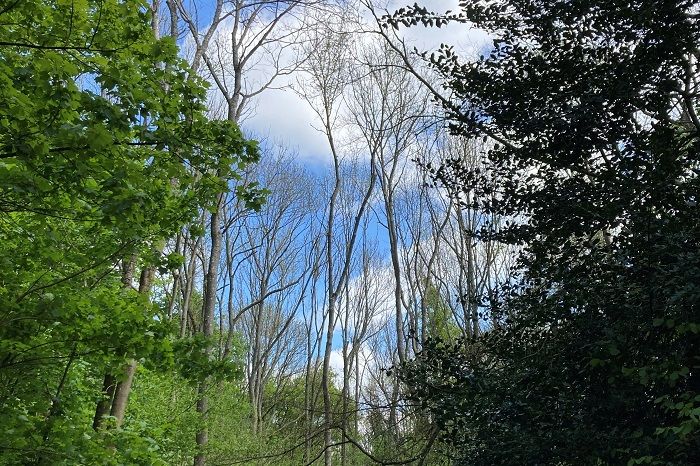 Strategy launched to manage declining Ash trees suffering from Ash ...